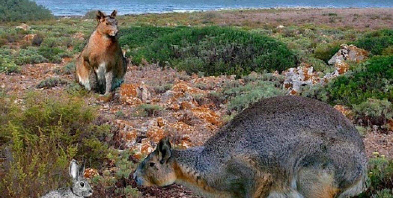 40 Animals Beginning with N - Meredith Plays