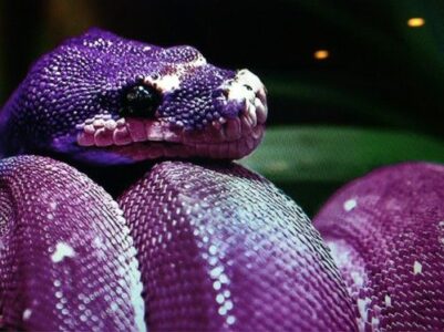 80 Best Purple Activity and Thing Ideas to Engage Kids - Meredith Plays