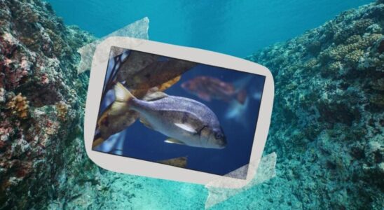 40 Animals that Start with X - Meredith Plays