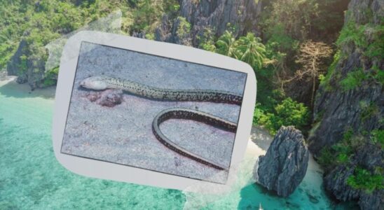 40 Animals that Start with X - Meredith Plays