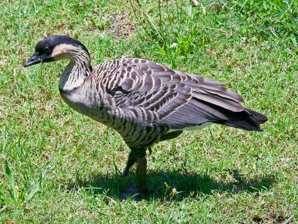 40 Animals Beginning with N - Meredith Plays