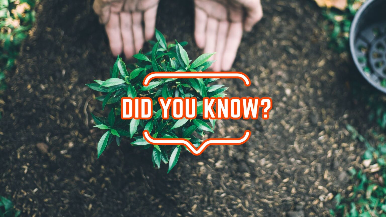 210+ Best Plant Trivia Questions to Test Your Plant Knowledge ...