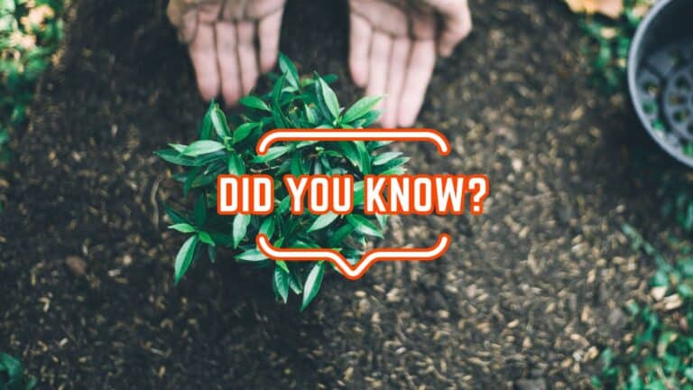 210+ Best Plant Trivia Questions to Test Your Plant Knowledge ...