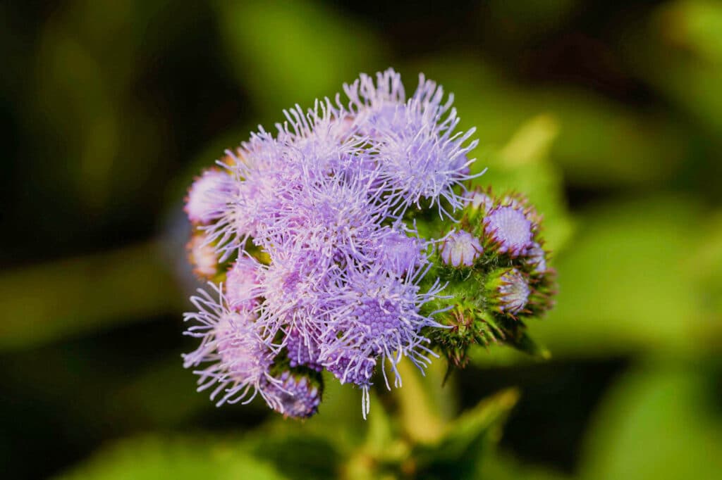 31 Stunning Flowers That Start with F for Your Garden - Meredith Plays