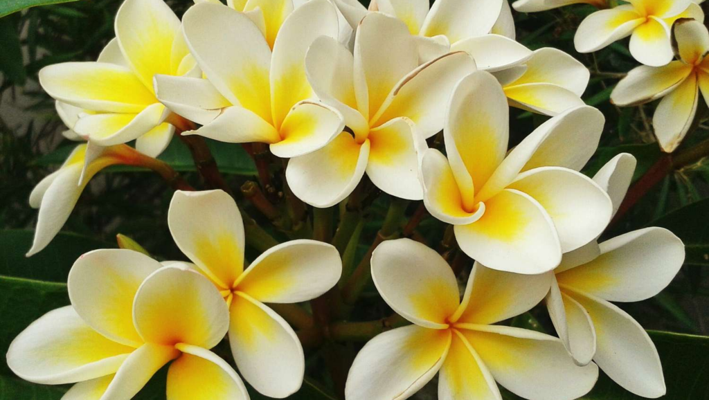 31 Stunning Flowers That Start with F for Your Garden - Meredith Plays