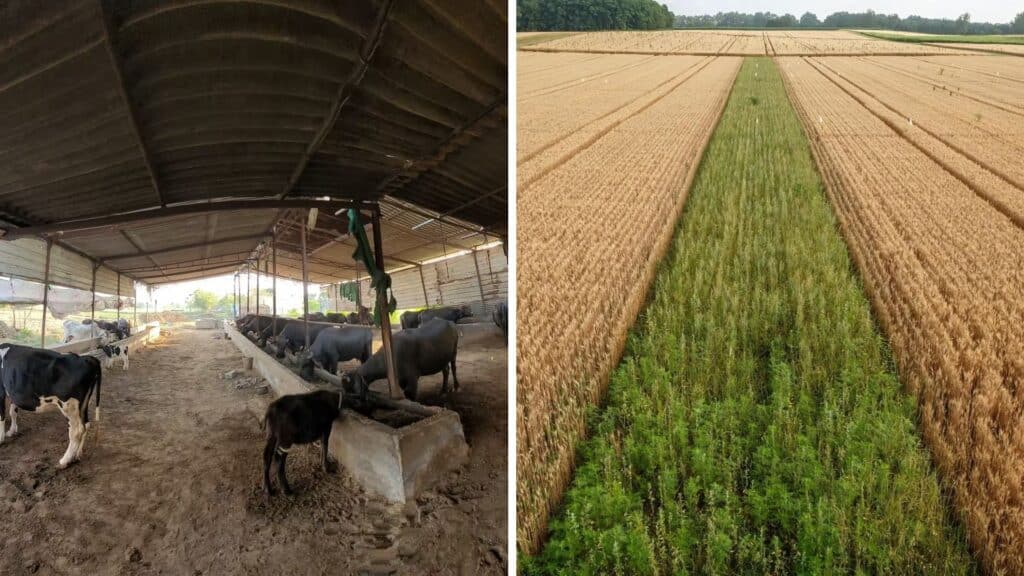 201+ Best Farm Trivia Questions You Didn't Know - Meredith Plays