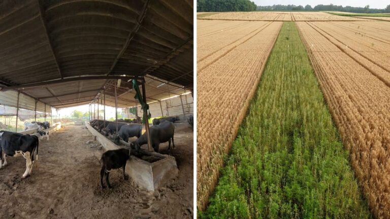 201+ Best Farm Trivia Questions You Didn't Know - Meredith Plays