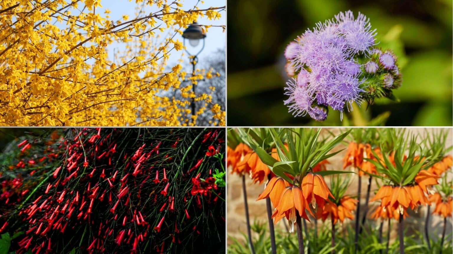 31 Stunning Flowers That Start with F for Your Garden - Meredith Plays