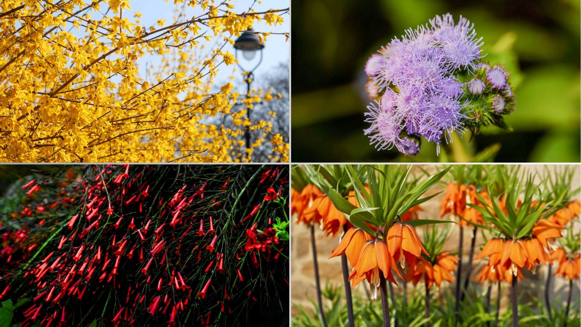 31 Stunning Flowers That Start with F for Your Garden - Meredith Plays