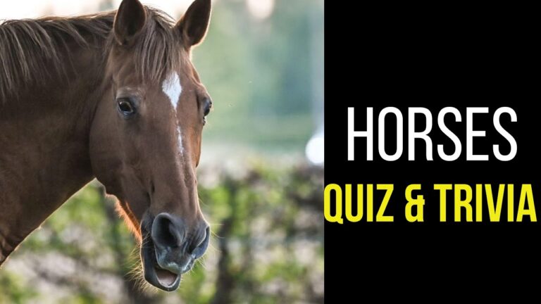 131+ Ultimate Horse Trivia Questions for Animal Lovers - Meredith Plays