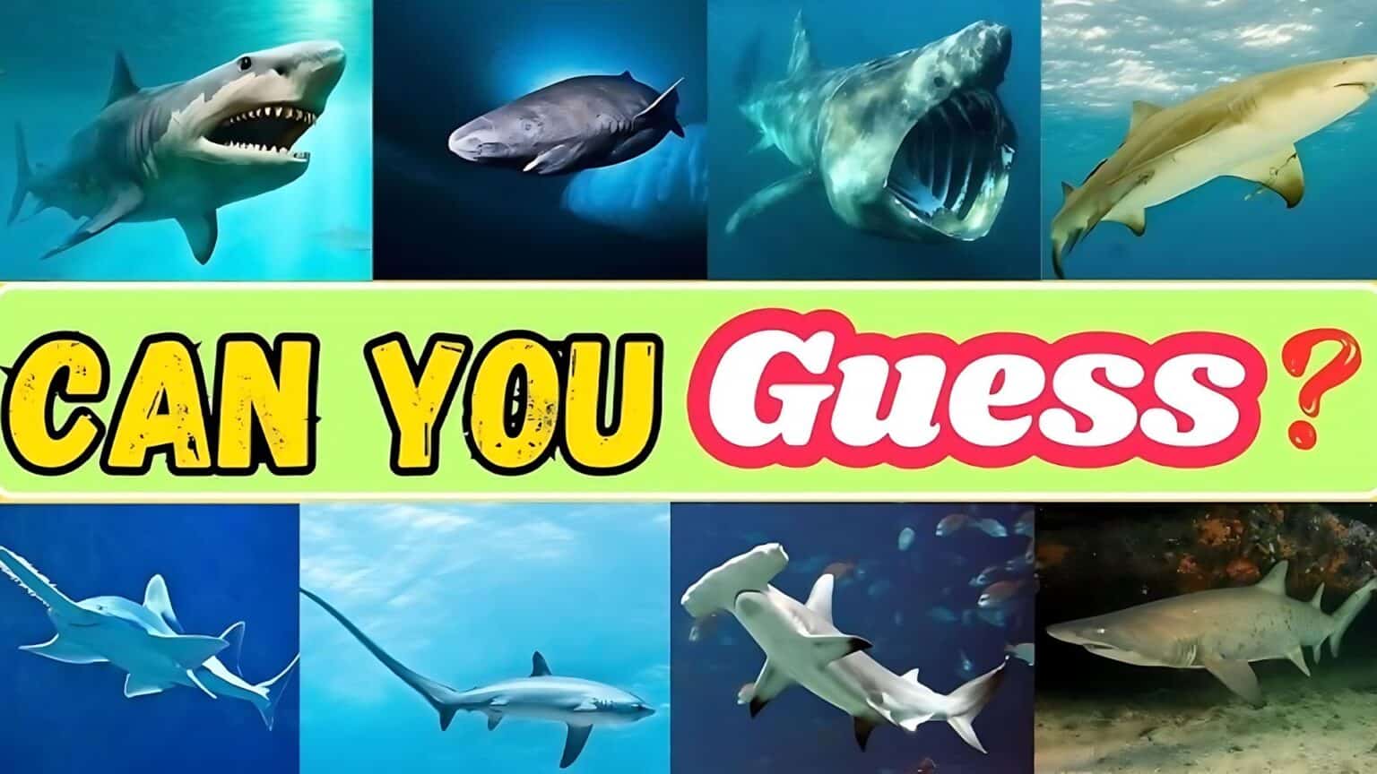 111+ Ultimate Shark Trivia Questions to Impress Your Friends - Meredith ...