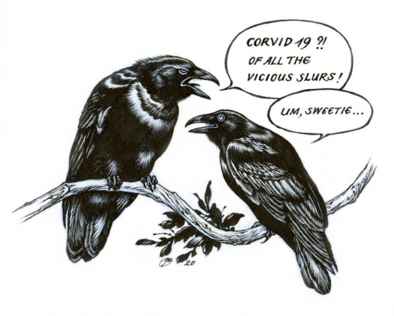 257+ Funniest Crow Jokes You Need to Hear - Meredith Plays