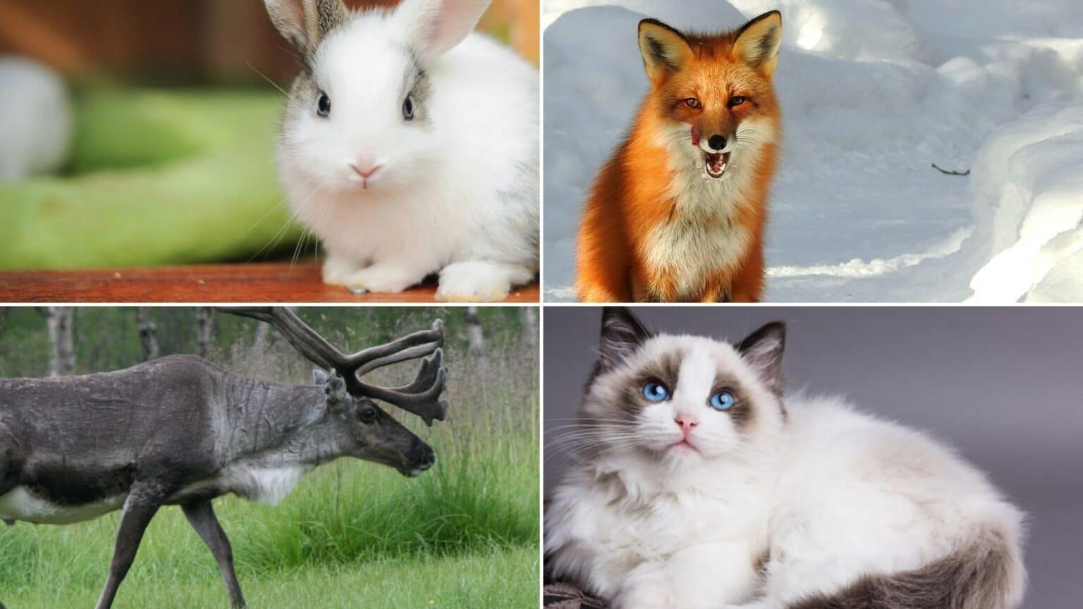 30 Animals Beginning With R - Meredith Plays