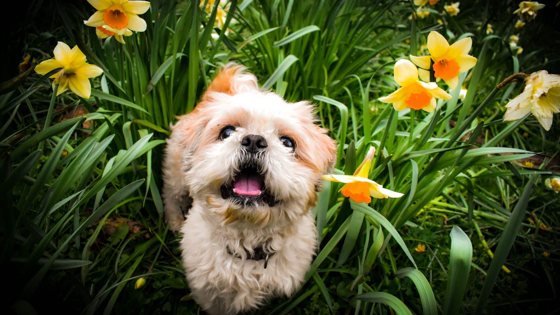 177+ Fun Spring Riddles to Celebrate Spring - Meredith Plays