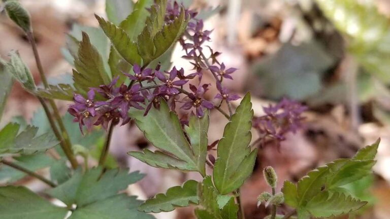 33 Plants That Start with X for Your Garden - Meredith Plays