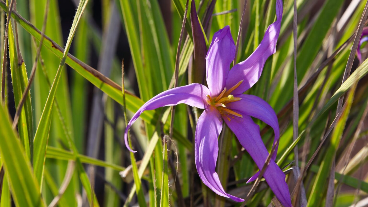 33 Plants That Start with X for Your Garden - Meredith Plays