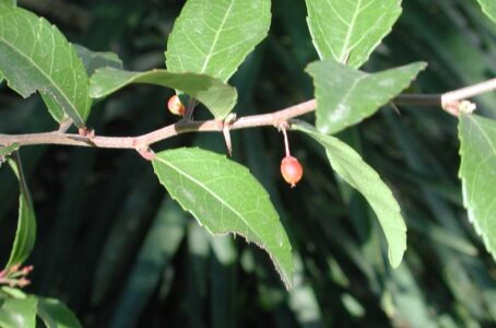 33 Plants That Start with X for Your Garden - Meredith Plays