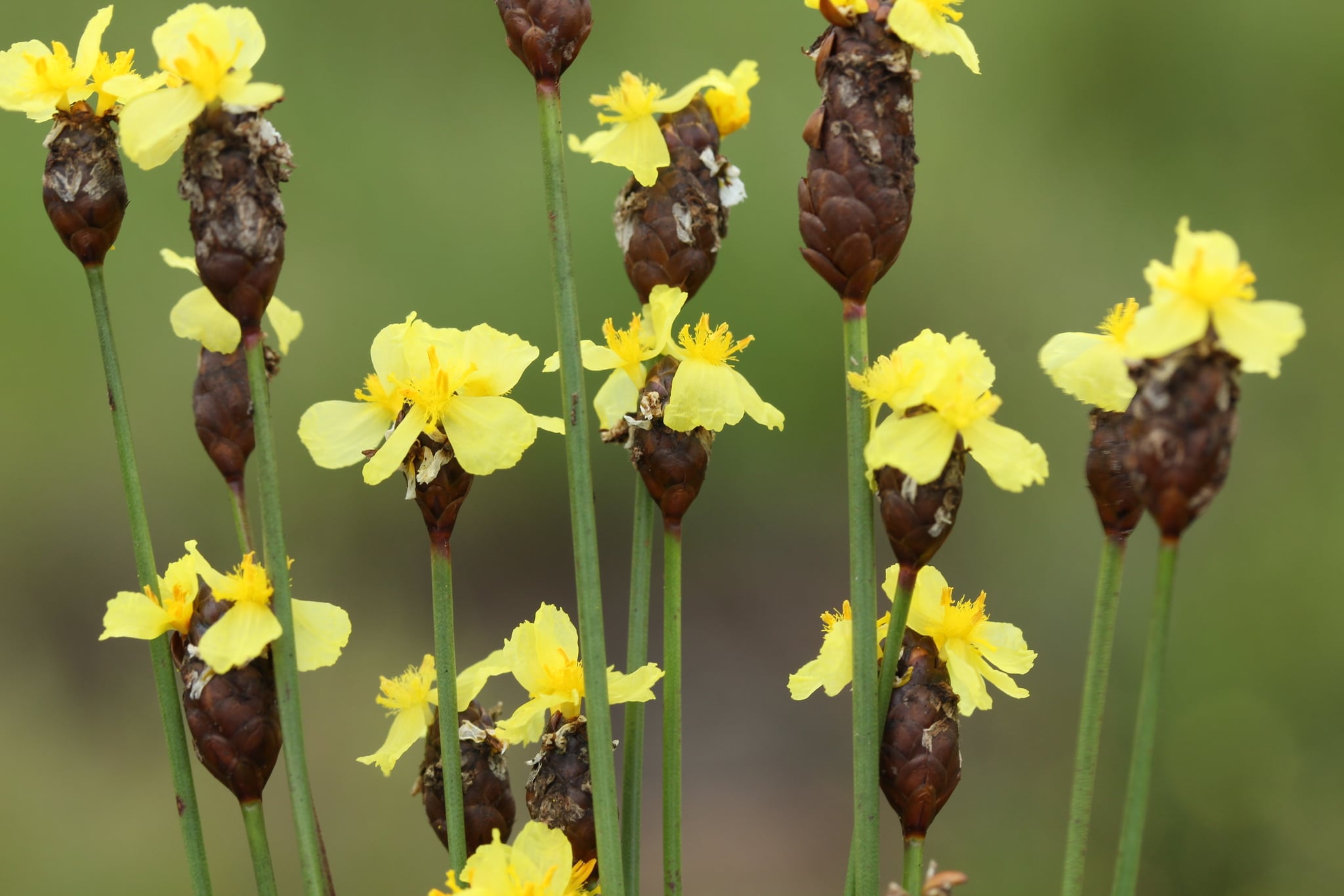 33 Plants That Start with X for Your Garden - Meredith Plays