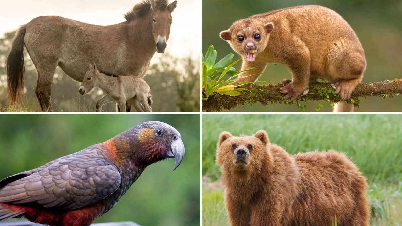 30 Animals Beginning With K - Meredith Plays