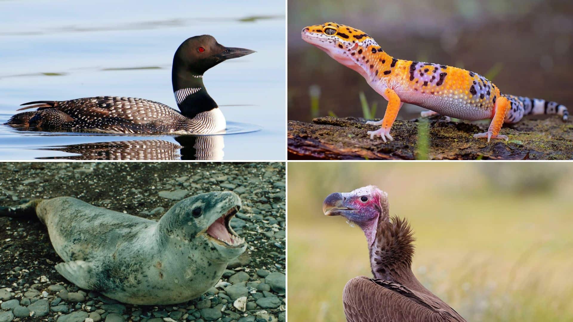 40 Animals that Start with L - Meredith Plays