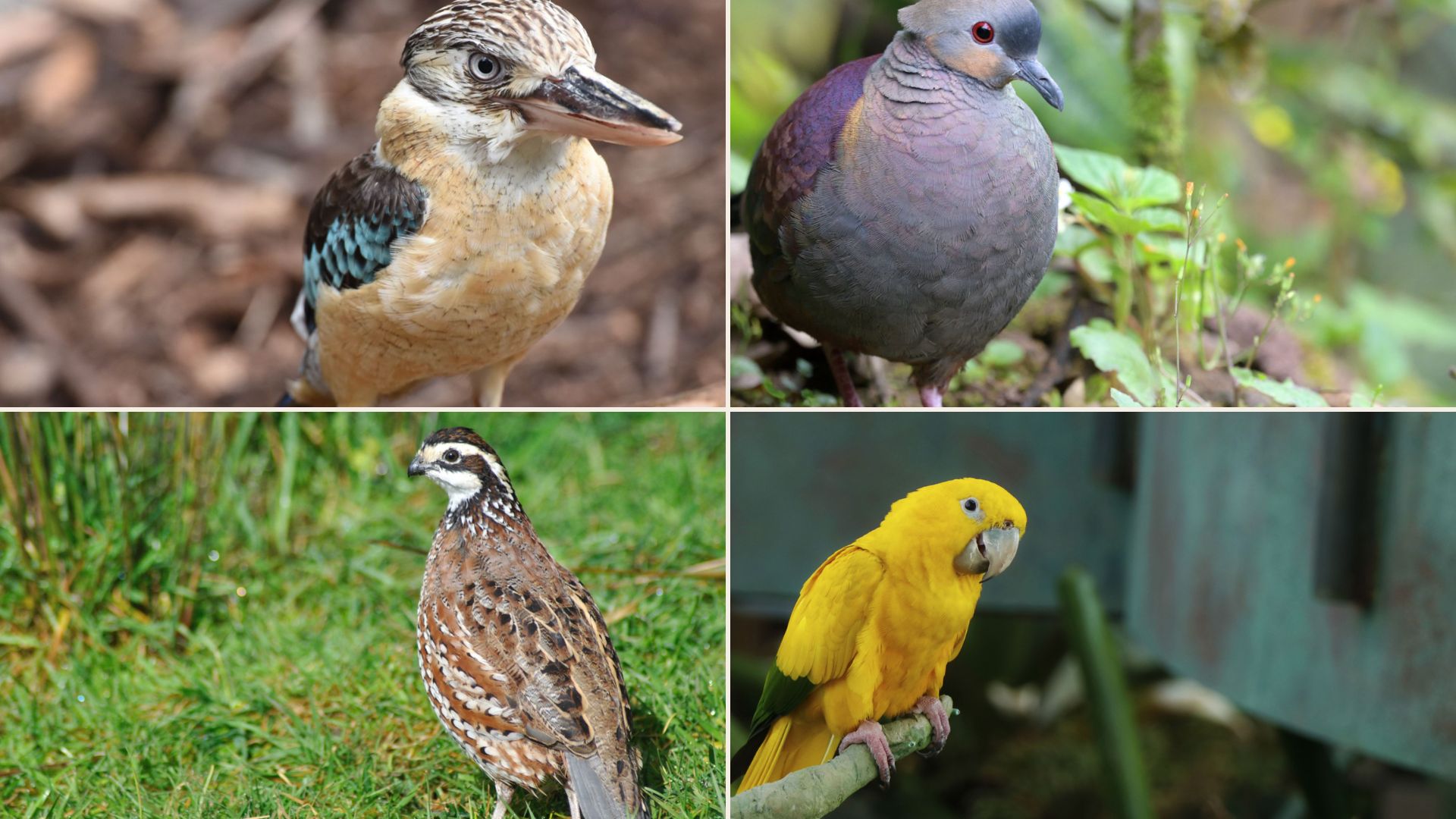 11 Birds that Start with Q with Facts & Pictures - Meredith Plays