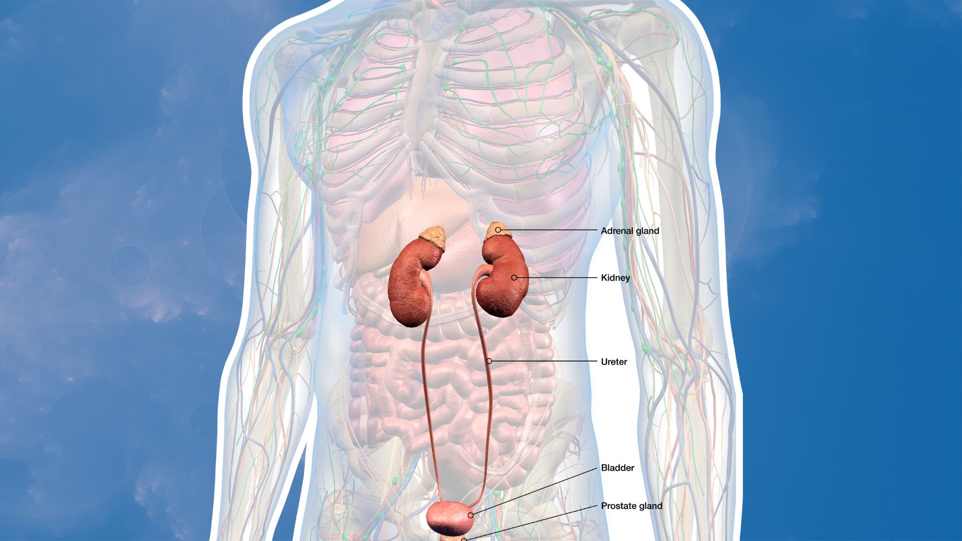 Excretory Quiz For The Excretory System | Attempts: 8246 Trivia