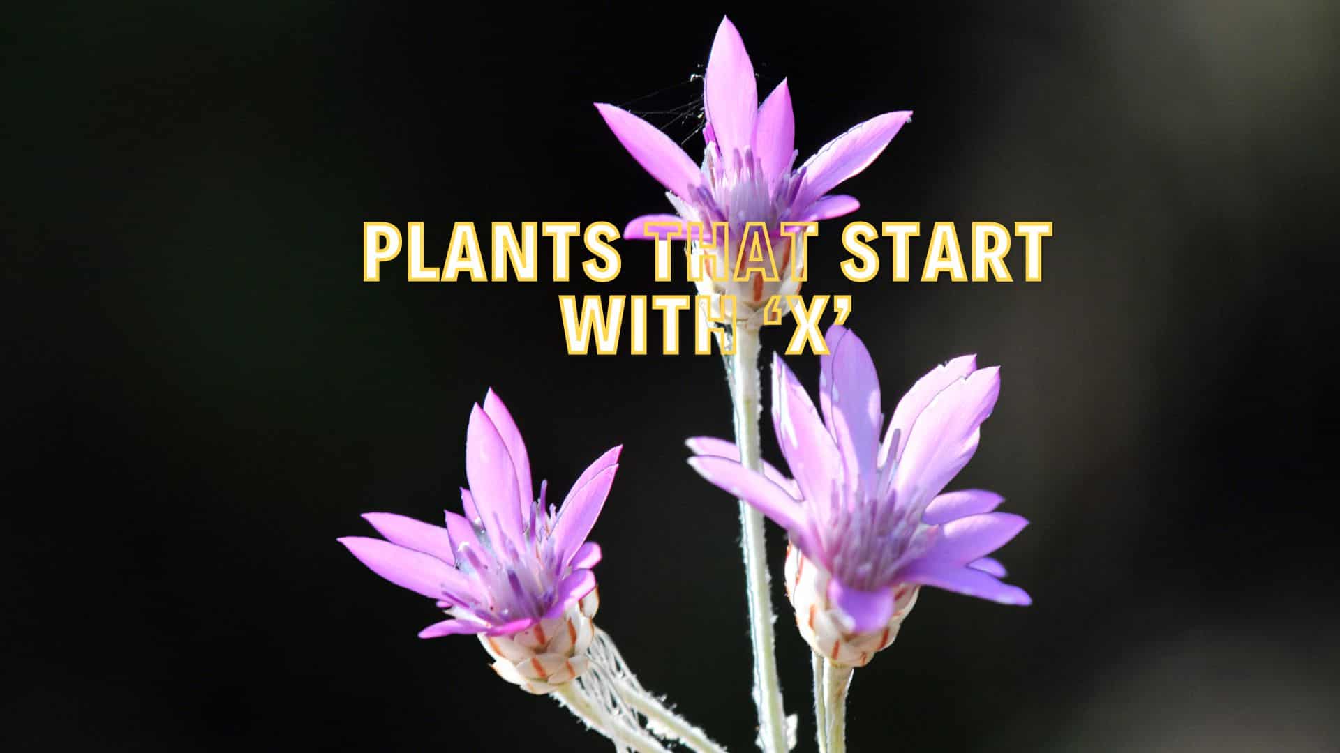 33 Plants That Start with X for Your Garden - Meredith Plays