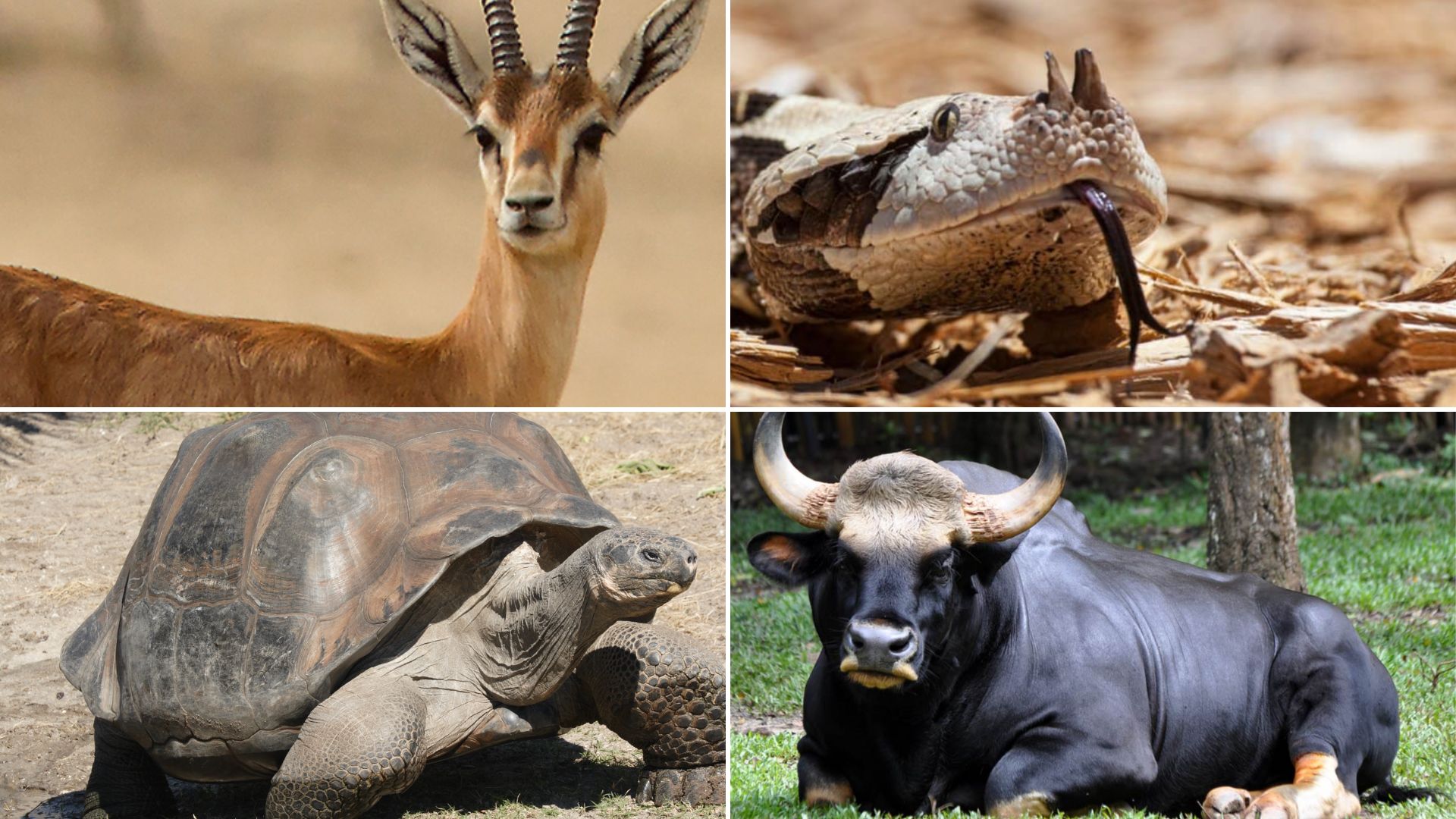 50 Animals Beginning with G - Meredith Plays