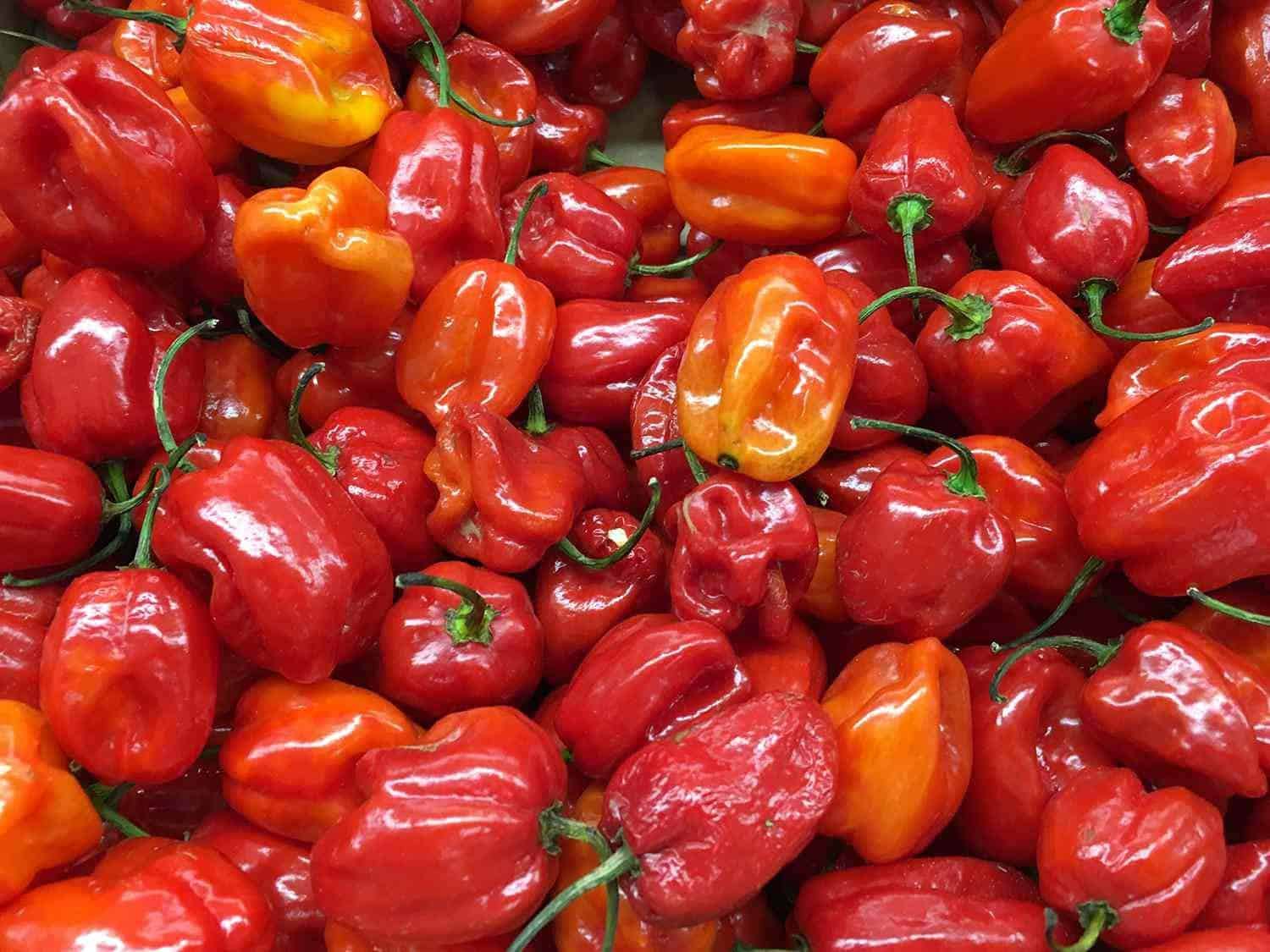 25 Vegetables that Start with H You Should Know About - Meredith Plays