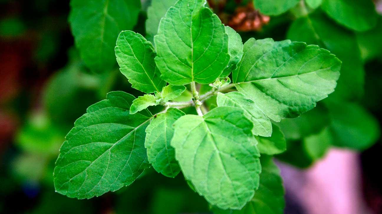 25 Vegetables that Start with H You Should Know About - Meredith Plays