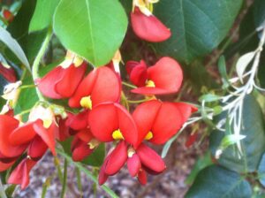 22 Beautiful Flowers That Start with K Around the World - Meredith Plays