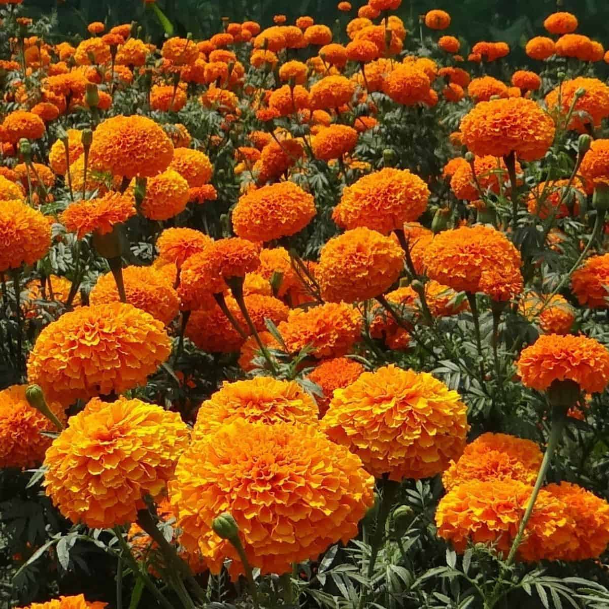 45 Beautiful Plants That Start with M Around the World - Meredith Plays