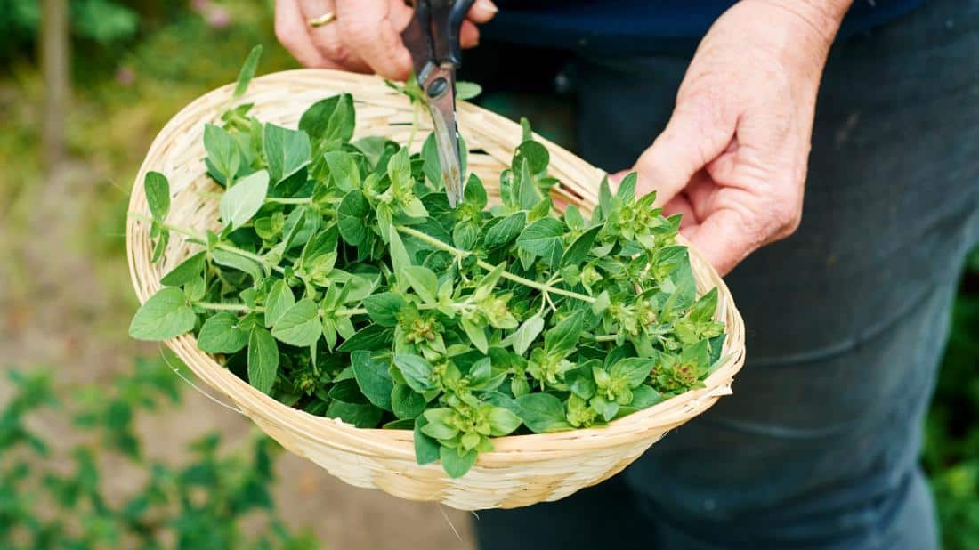 17 Vegetables that Start with O You Should Know About - Meredith Plays