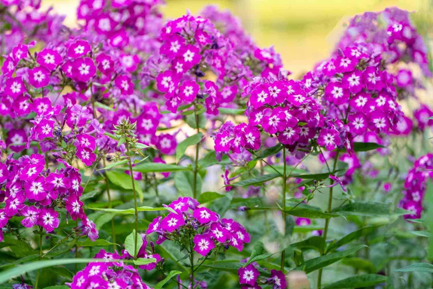 40 Beautiful Plants That Start with P Around the World - Meredith Plays
