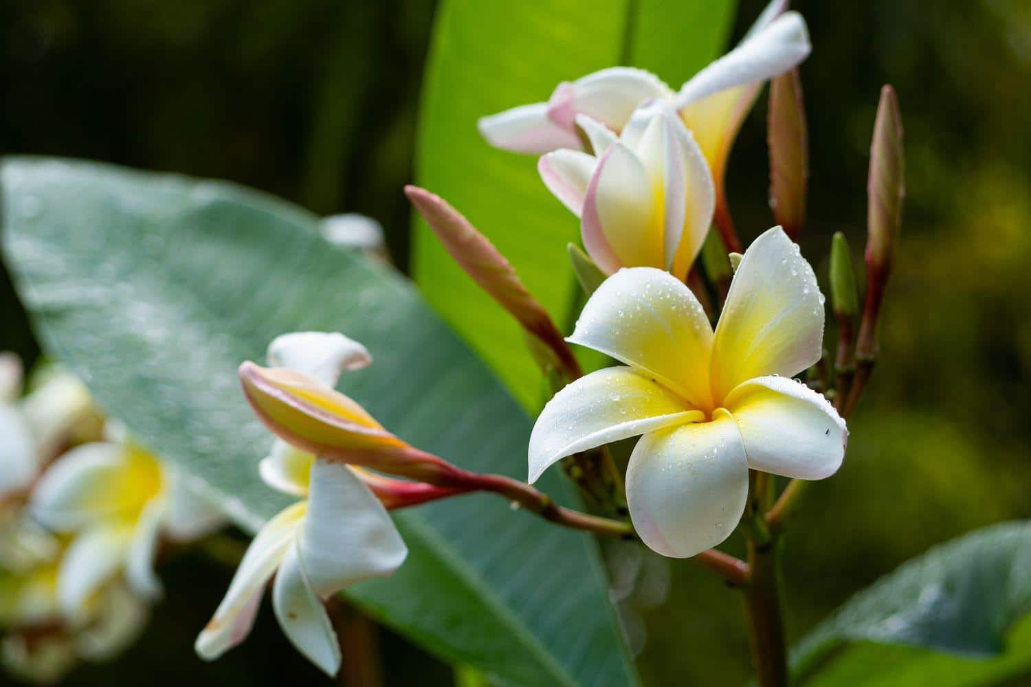 40 Beautiful Plants That Start with P Around the World - Meredith Plays