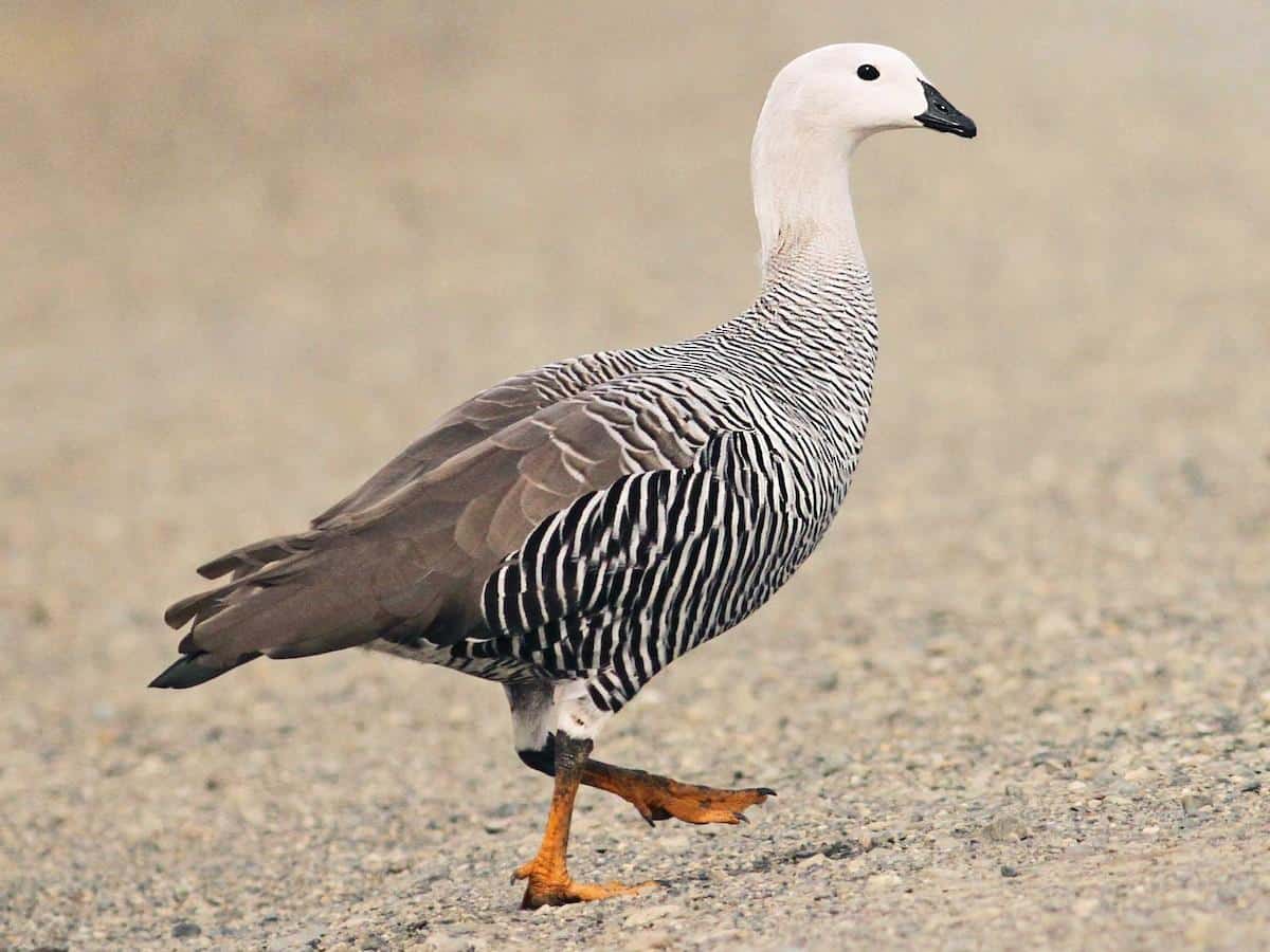 60 Birds that Start with U with Facts & Pictures - Meredith Plays