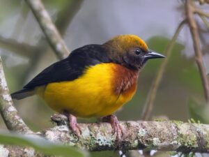 60 Birds that Start with U with Facts & Pictures - Meredith Plays