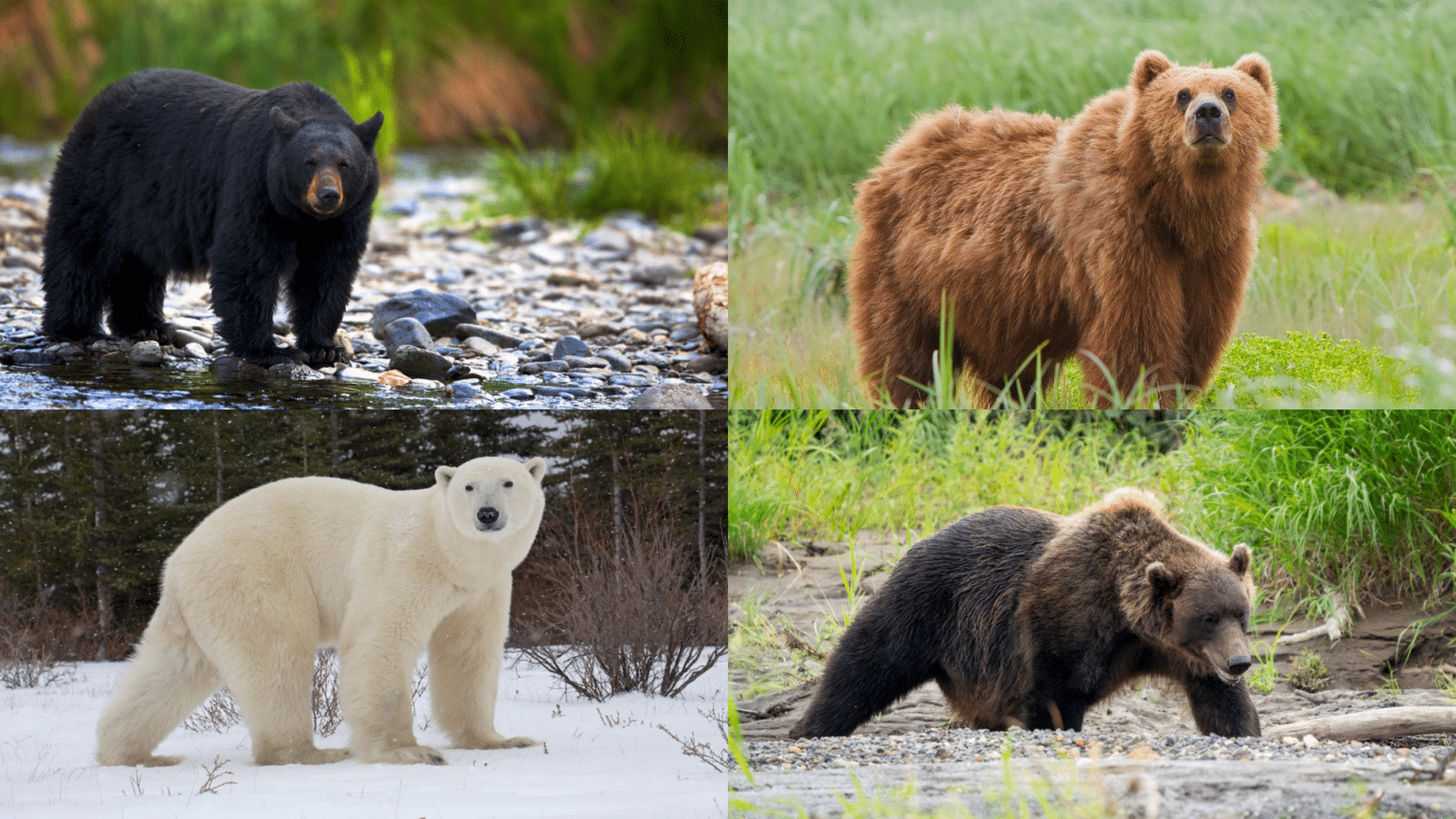 Different Types of Bears: Exploring the World’s Wild Giants - Meredith ...