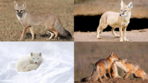 Types of Foxes: A Guide to Nature’s Diverse and Stunning Species ...