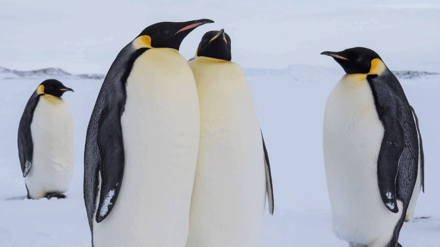 18 Different Types of Penguins Recognized Worldwide - Meredith Plays