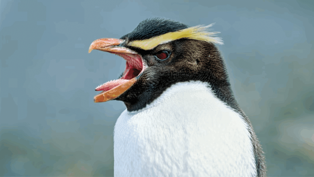 18 Different Types of Penguins Recognized Worldwide - Meredith Plays